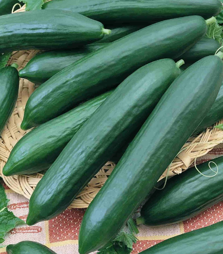 Telegraph Cucumber – Kākāriki Green Organics